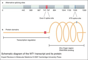The role of the Wilms tumour gene (WT1) in normal and malignant ...
