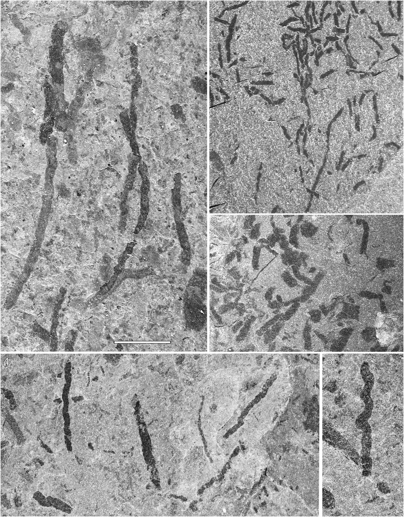 Reexamination of Yuknessia from the Cambrian of China and first report ...