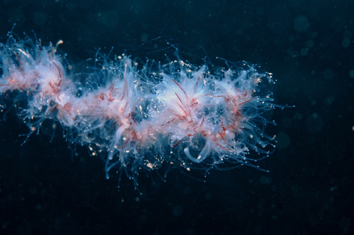 Occurrence of the physonect siphonophore Apolemia uvaria off Plymouth ...
