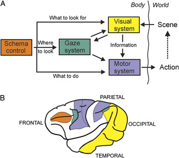 Vision, eye movements, and natural behavior | Visual Neuroscience ...