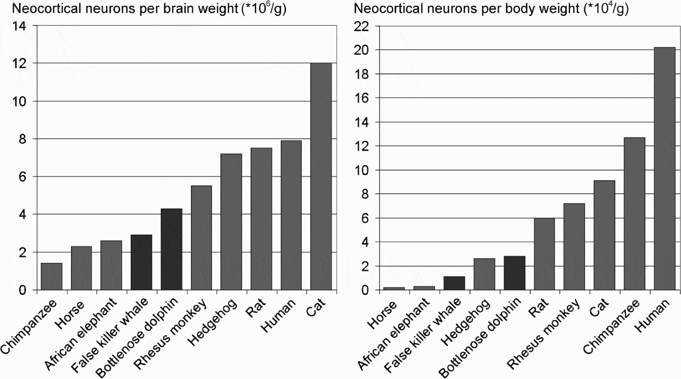 The size and complexity of dolphin brains—a paradox? | Journal of the ...