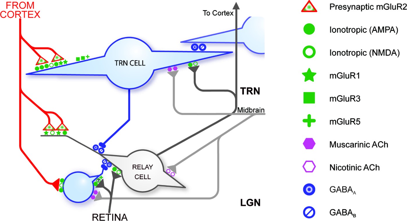 The role of the thalamic reticular nucleus in visual processing ...