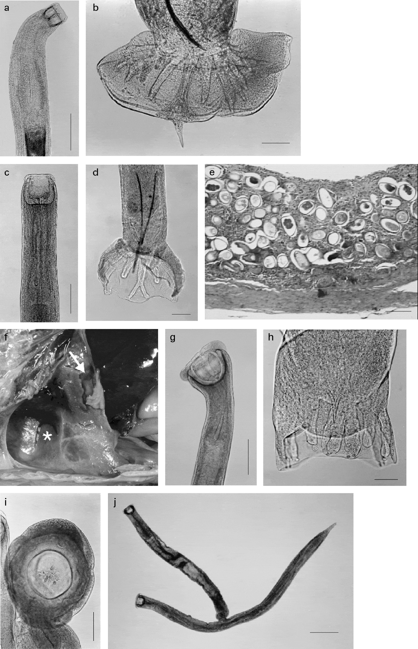 Specific status and pathogenicity of syngamid nematodes in bird species ...