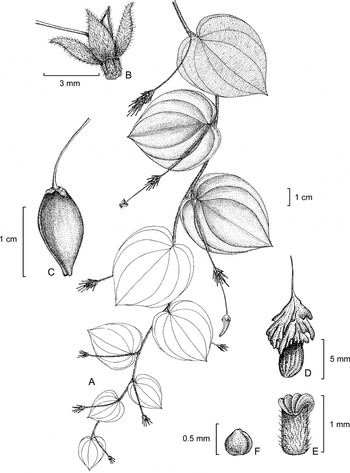 REVIEW OF THE GENUS STICHONEURON (STEMONACEAE) | Edinburgh Journal of ...