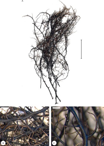 Bryoria rigida, a new Asian lichen species from the Himalayan region ...