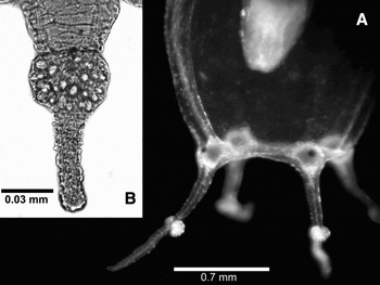 Hydrocoryne iemanja (Cnidaria), a new species of Hydrozoa with unusual ...