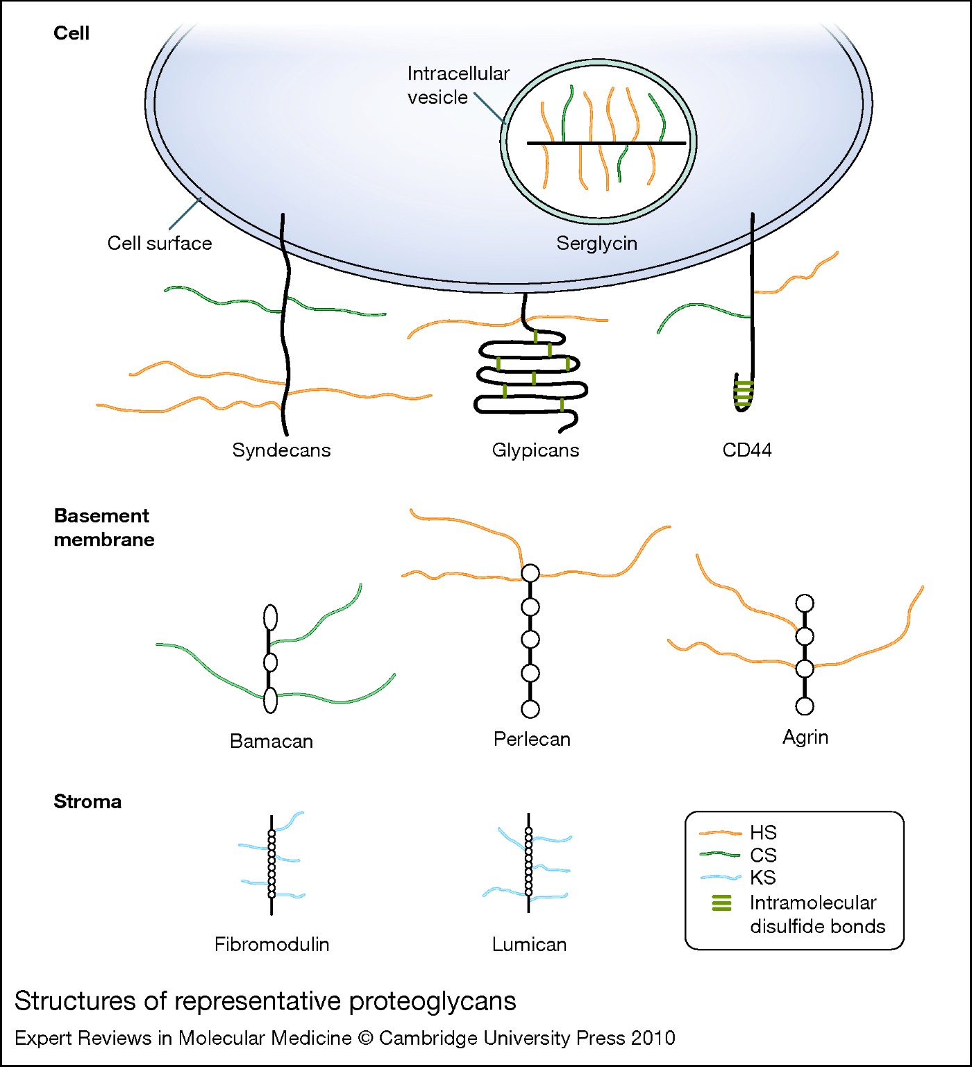 Proteoglycans in host–pathogen interactions: molecular mechanisms and ...