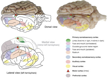 The pig model in brain imaging and neurosurgery | animal | Cambridge Core