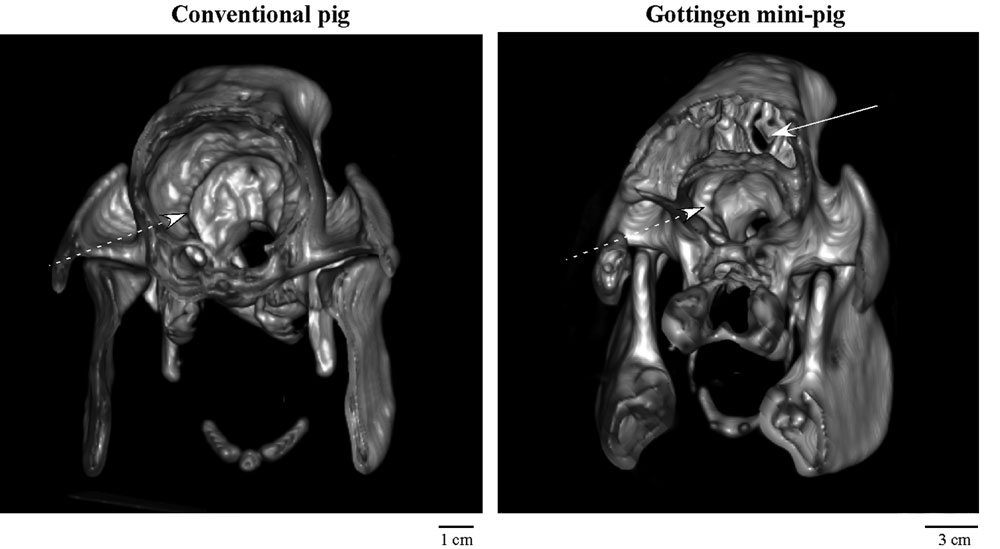 The pig model in brain imaging and neurosurgery | animal | Cambridge Core
