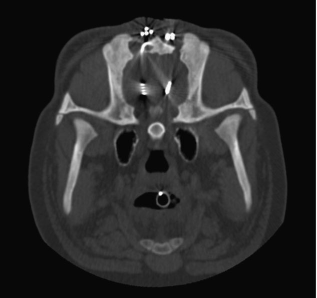 The pig model in brain imaging and neurosurgery | animal | Cambridge Core