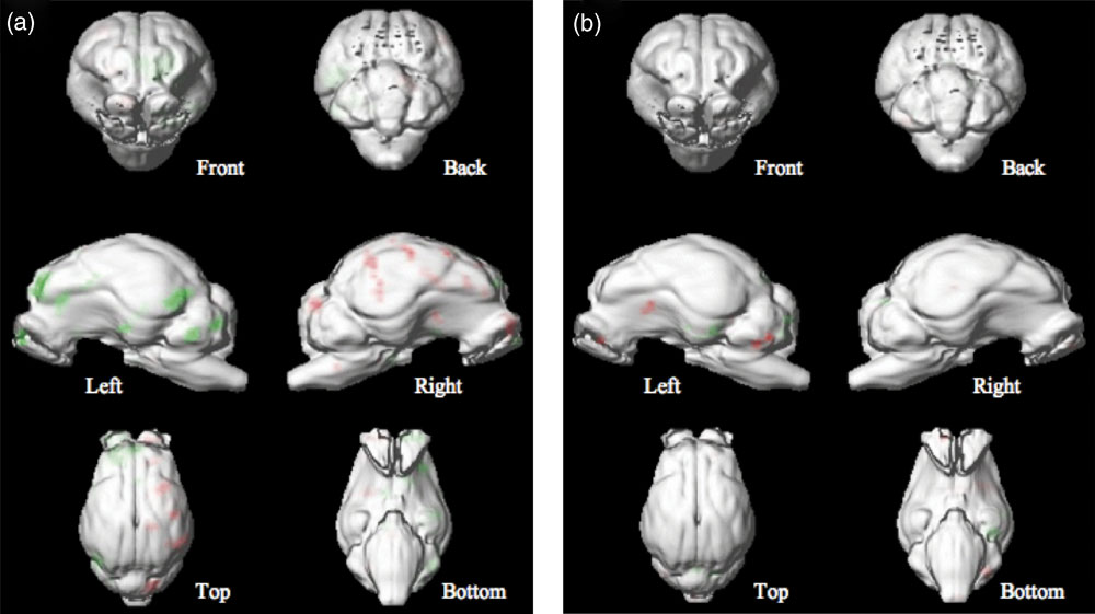 The pig model in brain imaging and neurosurgery | animal | Cambridge Core