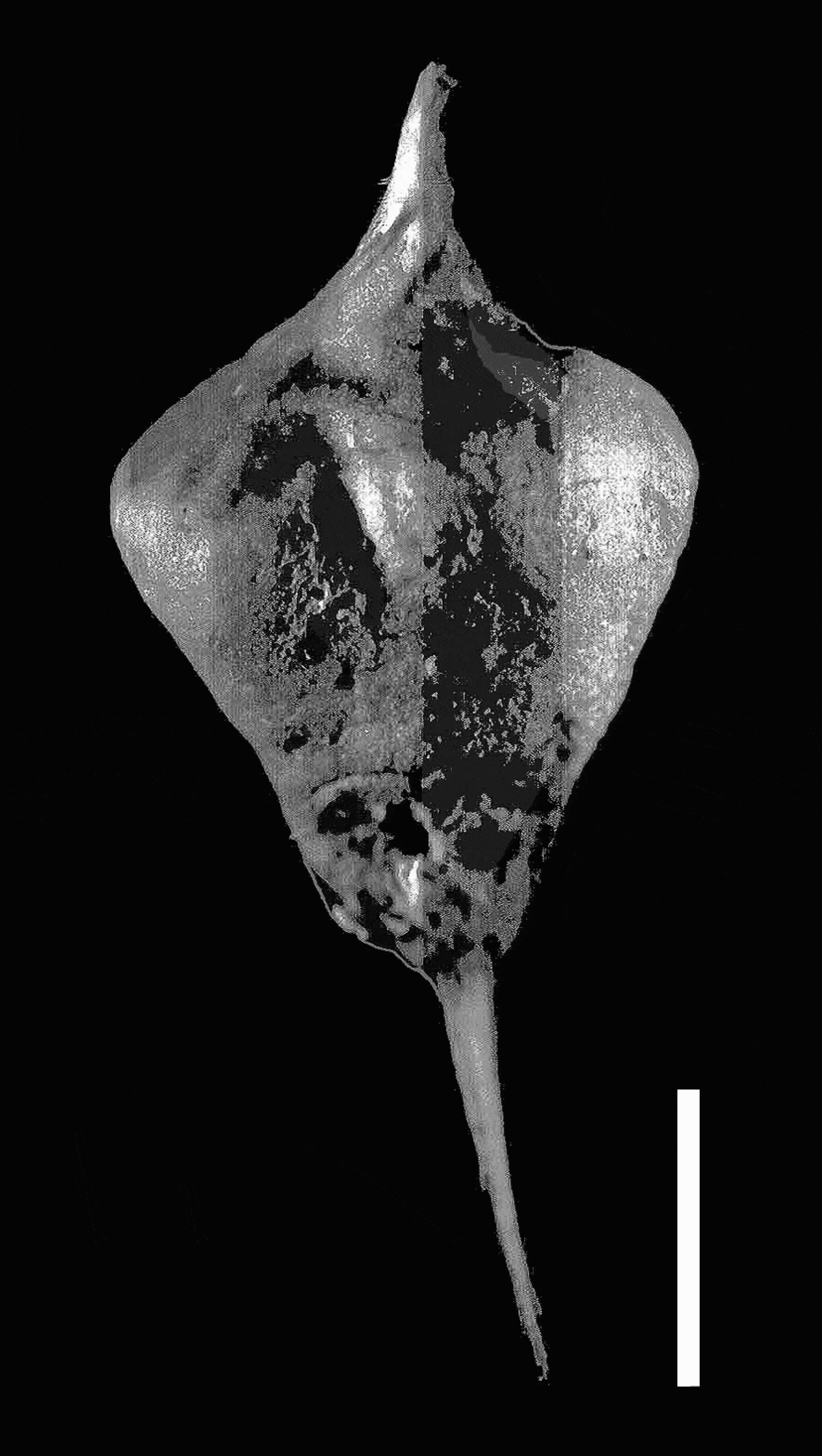 Two new Hyalonema species (Hyalonematidae: Amphidiscosida) from eastern ...
