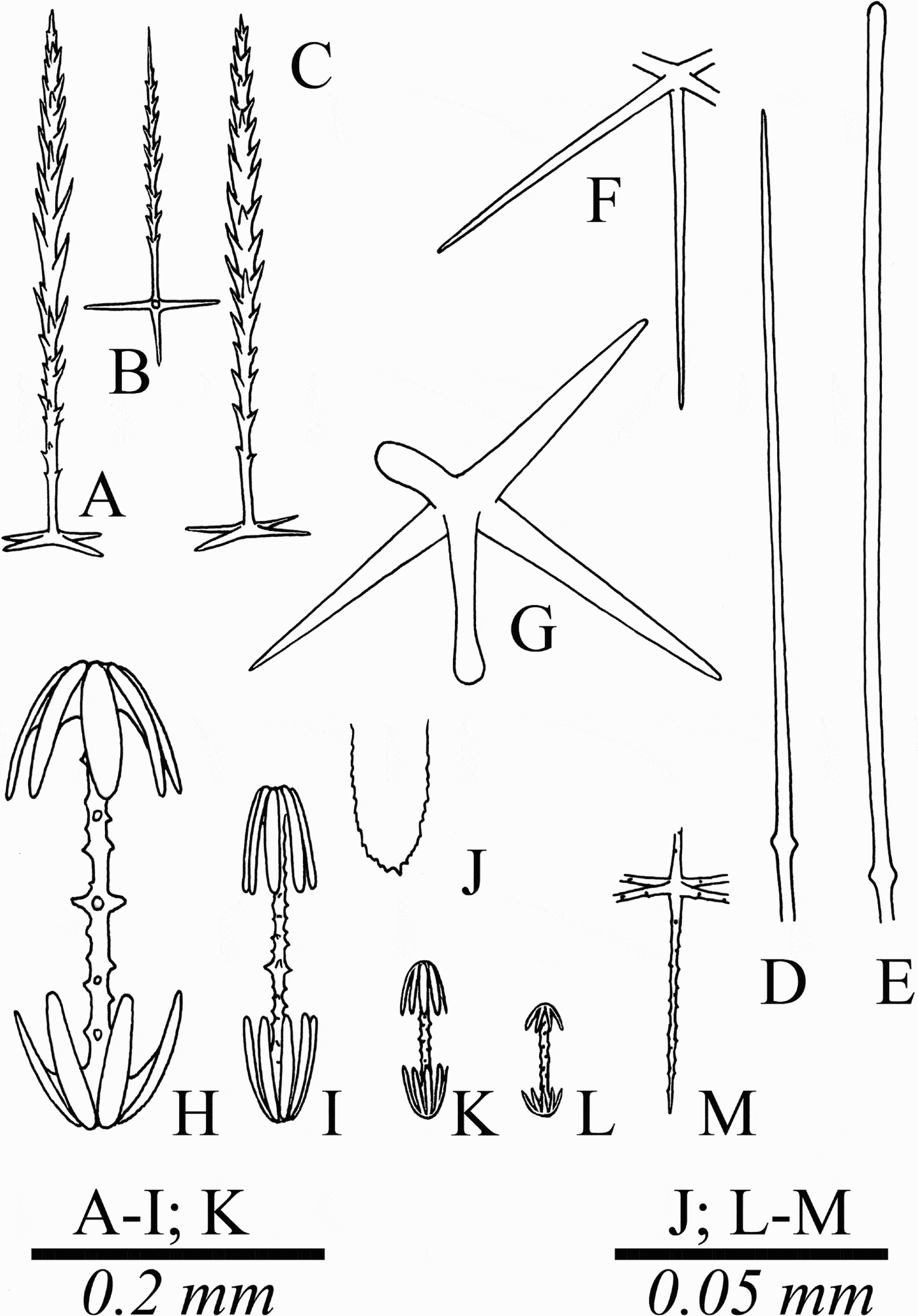 Two new Hyalonema species (Hyalonematidae: Amphidiscosida) from eastern ...