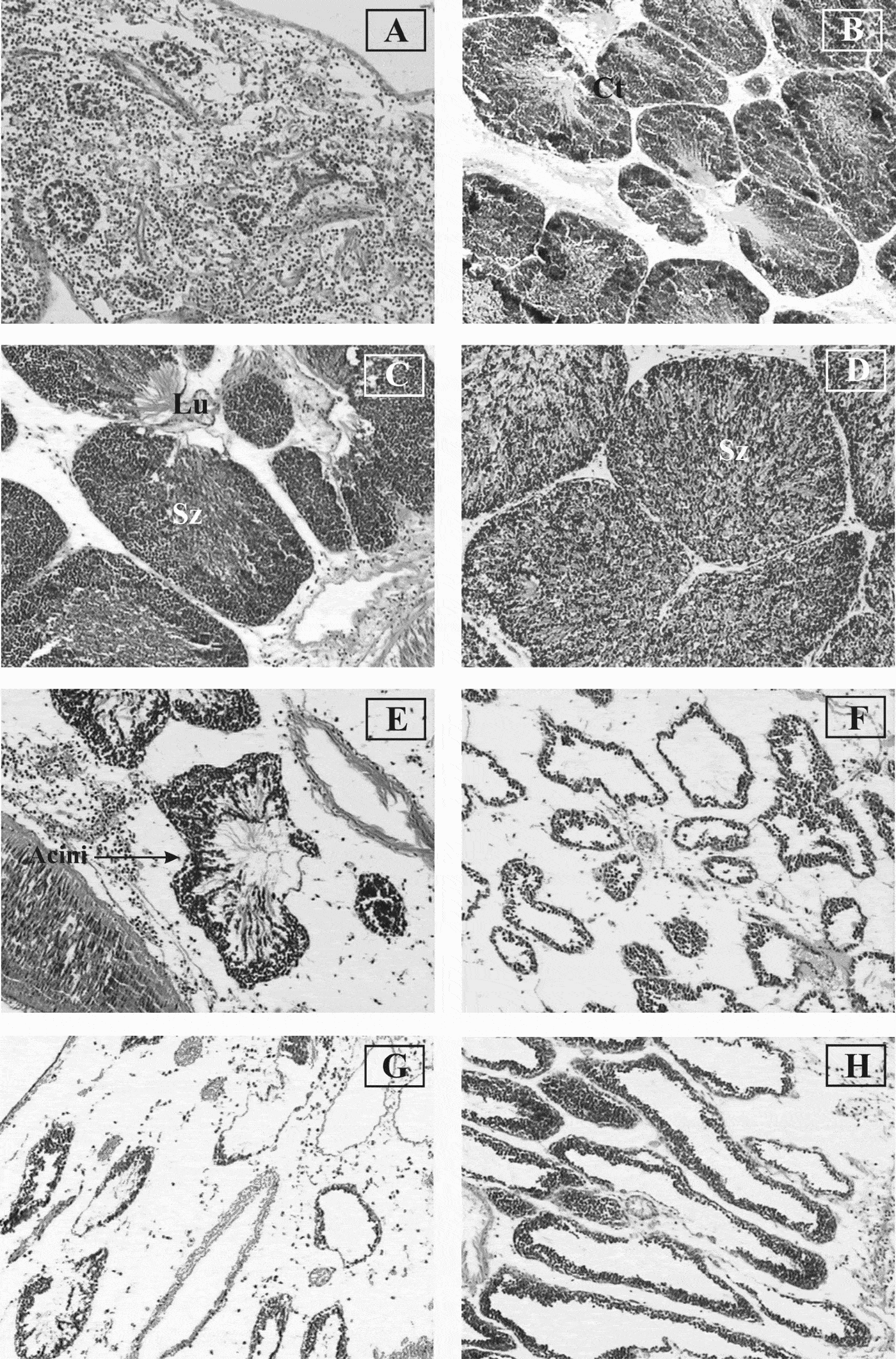 Reproductive cycle of the Patagonian scallop Zygochlamys patagonica in ...