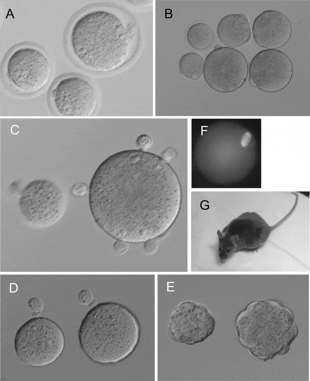 Effect of volume of oocyte cytoplasm on embryo development after ...
