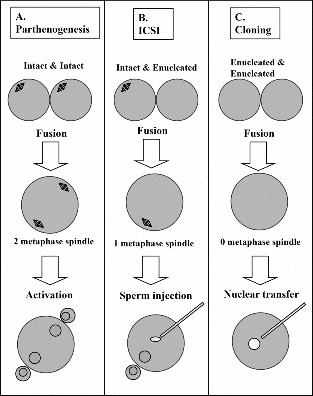 Effect of volume of oocyte cytoplasm on embryo development after ...