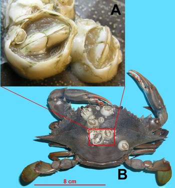 On the occurrence of Chelonibia patula (Cirripedia) on the coasts of ...