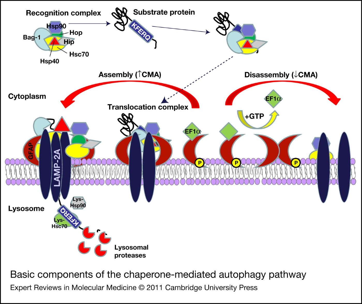 Autophagic pathways in Parkinson disease and related disorders | Expert ...
