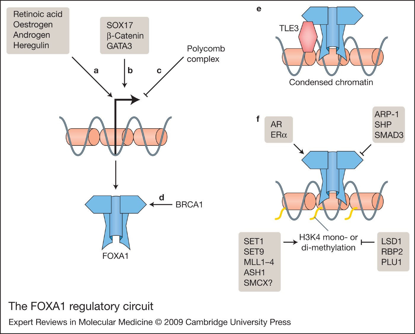 FOXA1 in breast cancer | Expert Reviews in Molecular Medicine ...