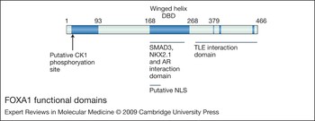 FOXA1 in breast cancer | Expert Reviews in Molecular Medicine ...