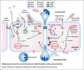Salmonella-induced enteritis: molecular pathogenesis and therapeutic ...