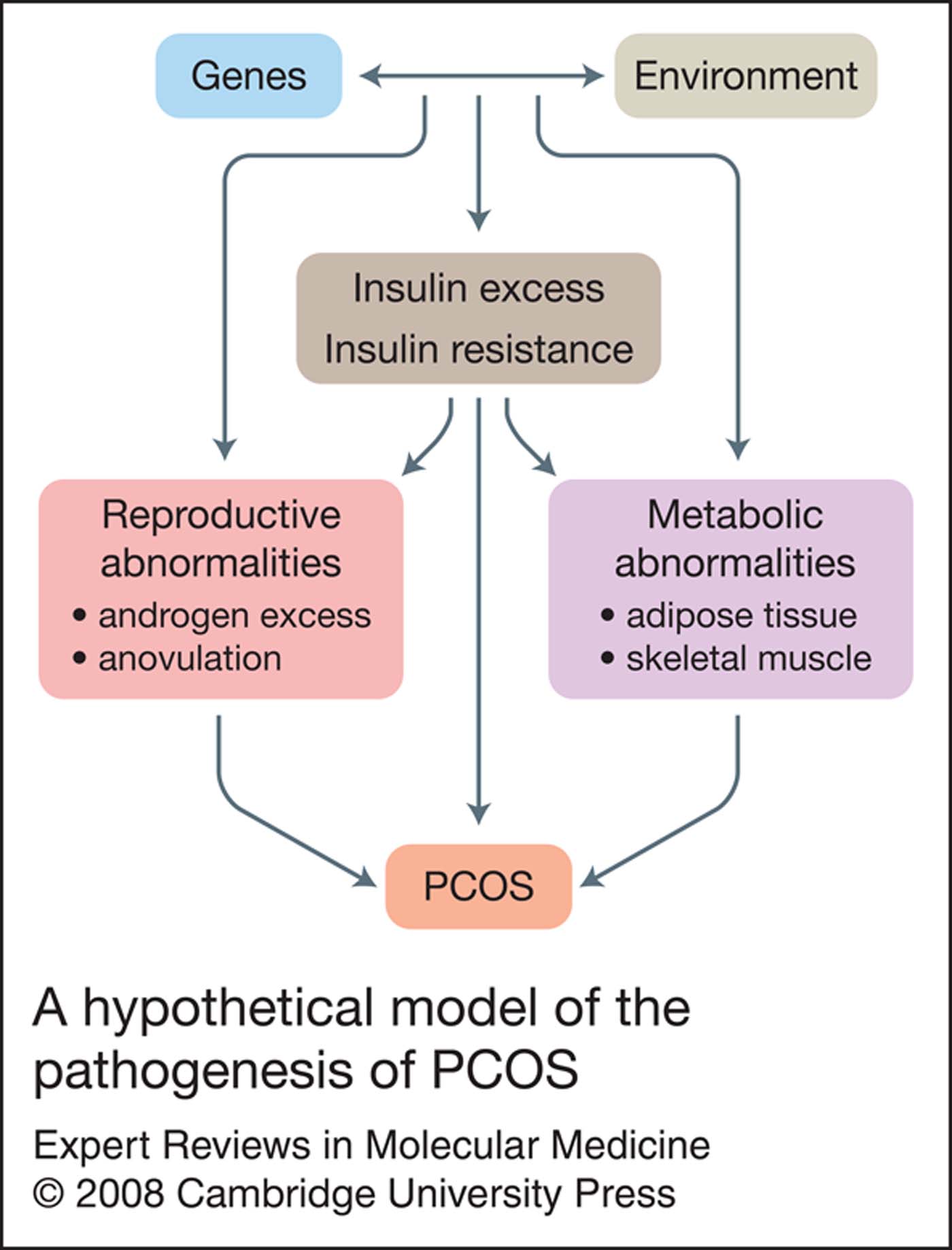 Polycystic ovarian syndrome: pathophysiology, molecular aspects and ...