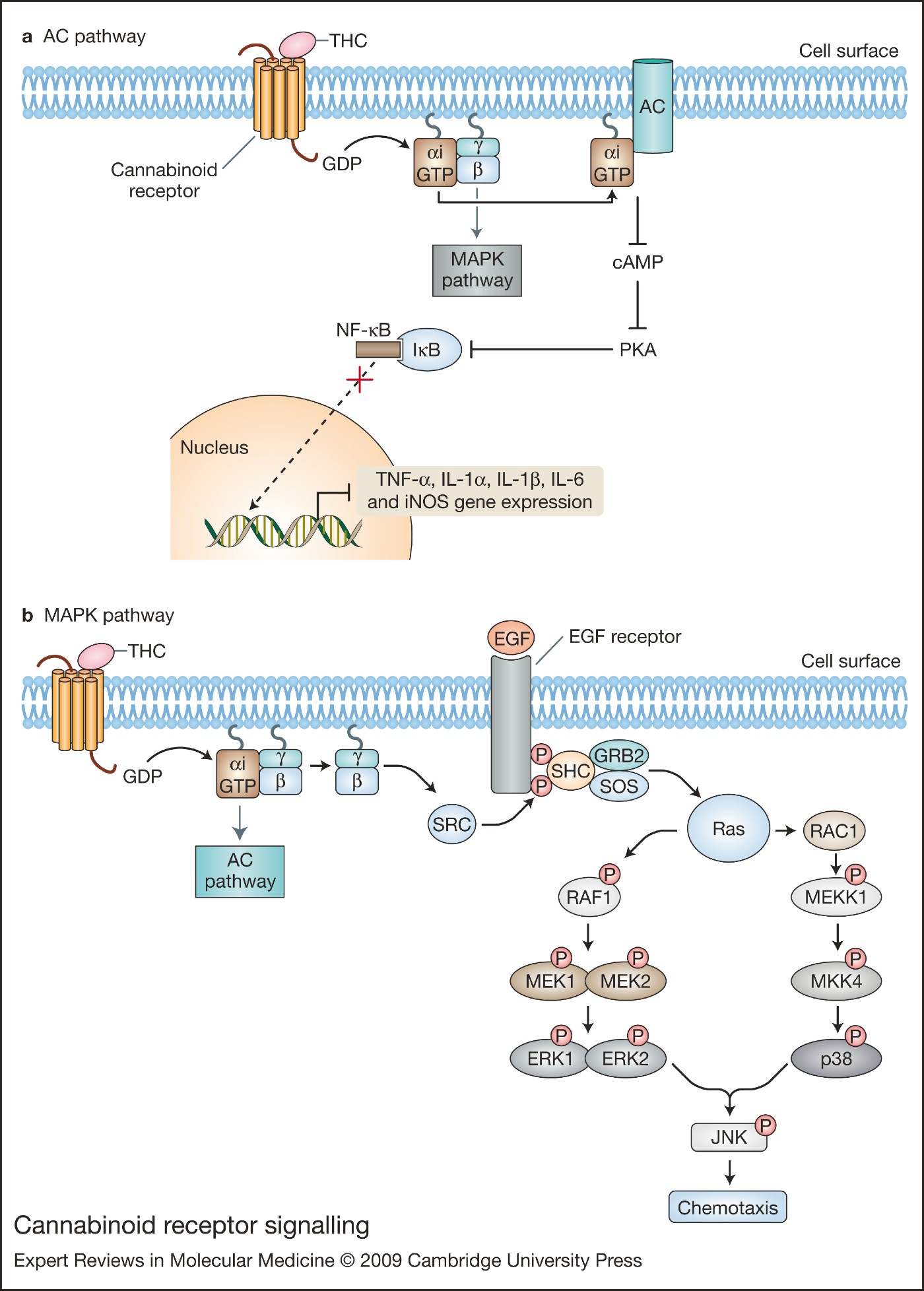 Emerging role of the cannabinoid receptor CB2 in immune regulation ...
