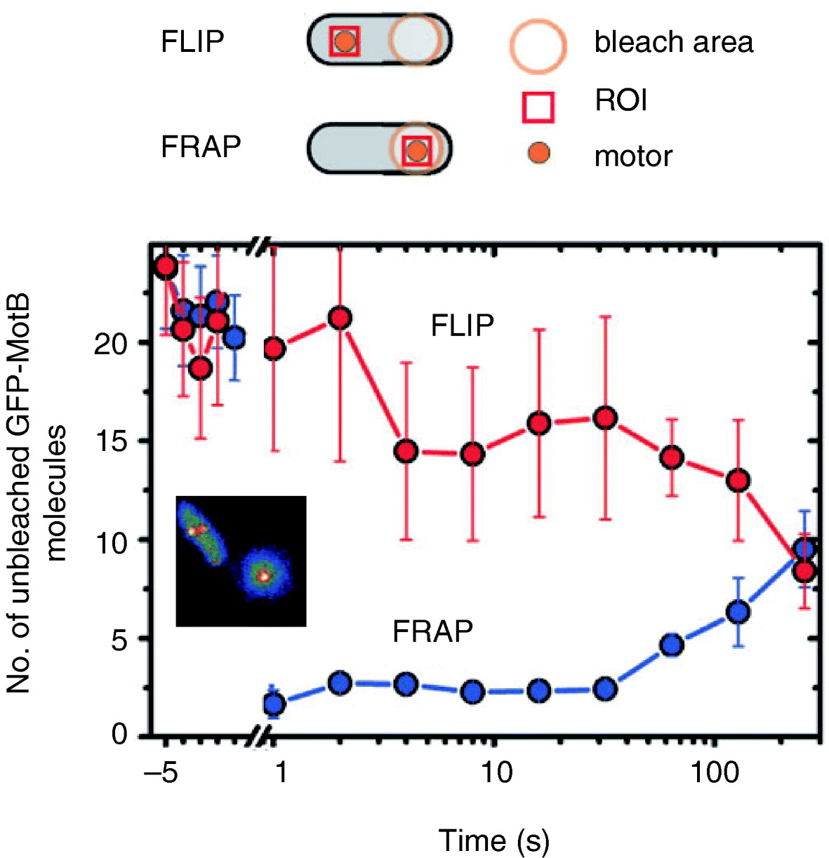 Bacterial flagellar motor | Quarterly Reviews of Biophysics | Cambridge ...