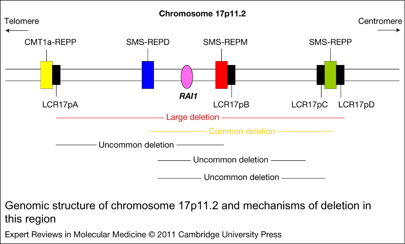 Smith–Magenis syndrome: haploinsufficiency of RAI1 results in altered ...