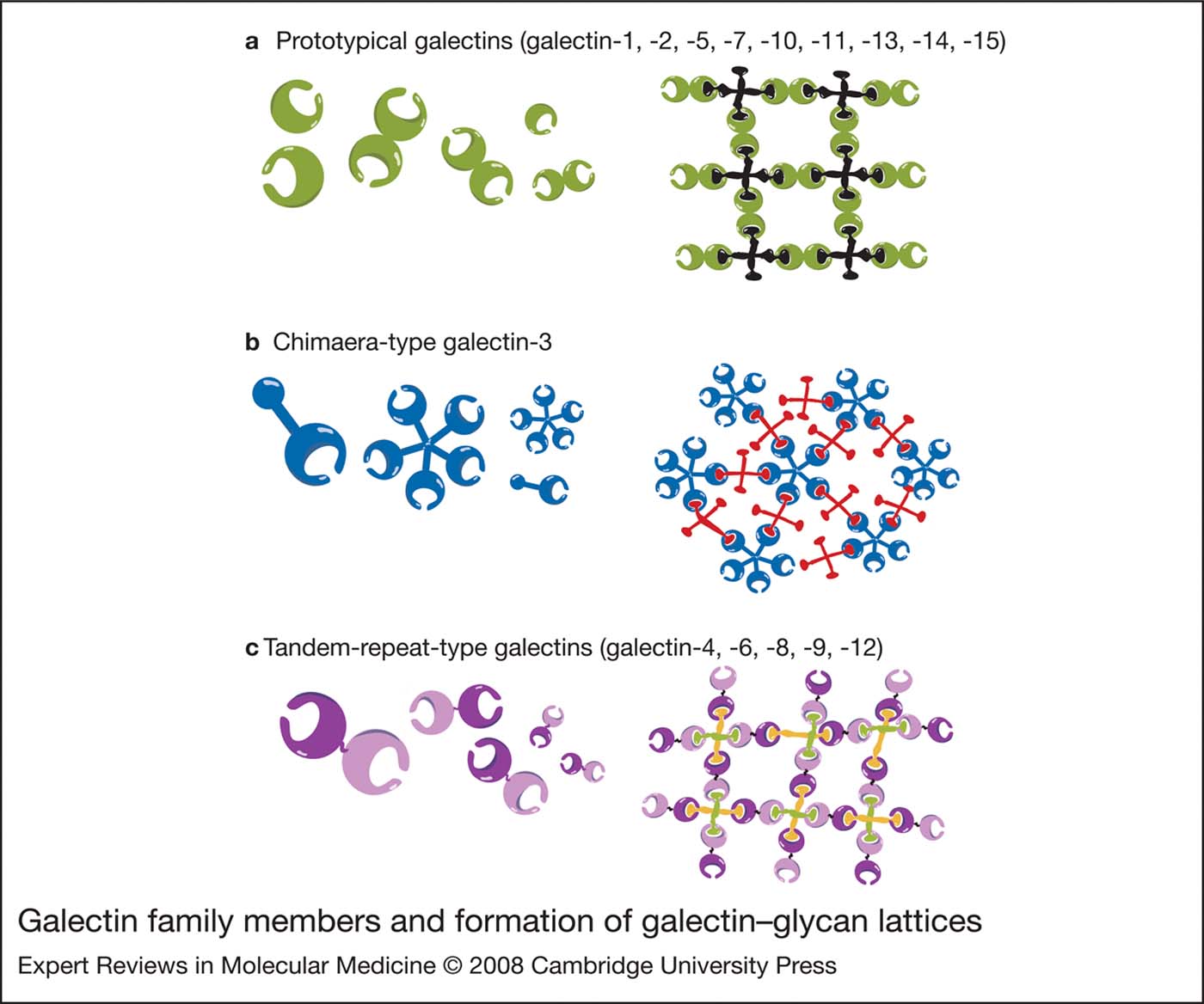 Galectins: structure, function and therapeutic potential | Expert ...