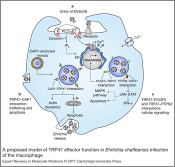 Molecular and cellular pathobiology of Ehrlichia infection: targets for ...