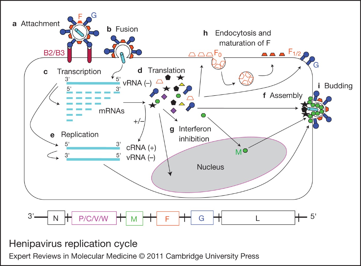 Emerging paramyxoviruses: molecular mechanisms and antiviral strategies ...