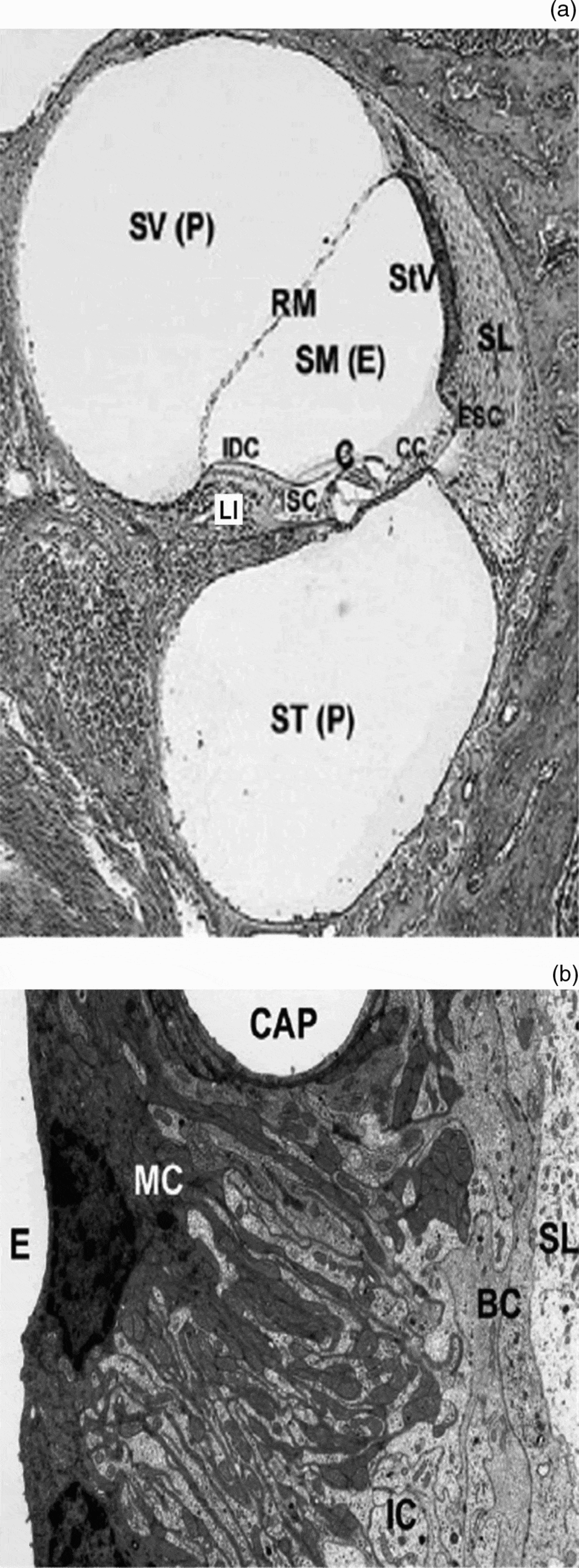 Stria vascularis and vestibular dark cells: characterisation of main ...