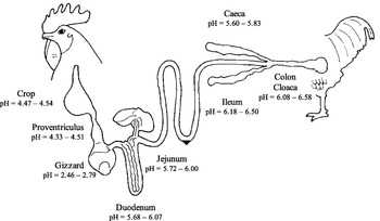 Microflora of the digestive tract: critical factors and consequences ...