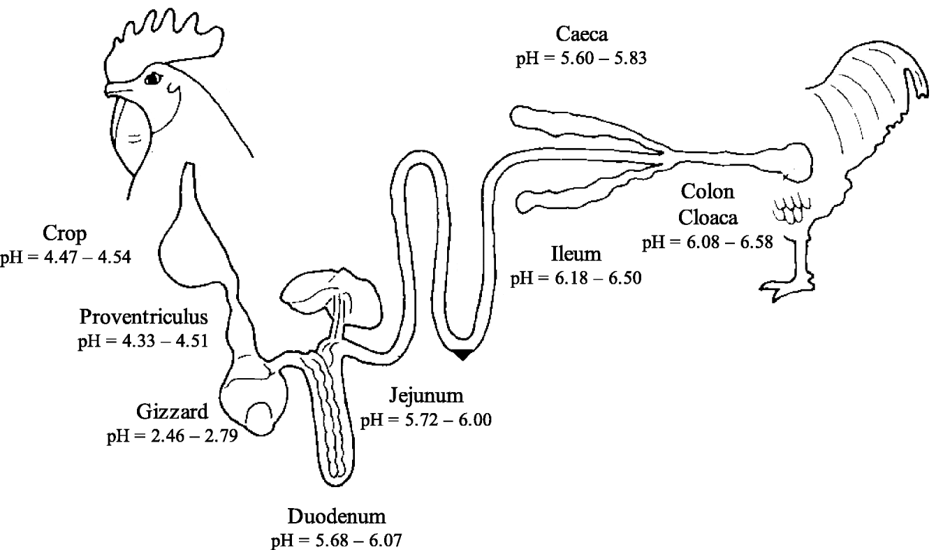 Microflora of the digestive tract: critical factors and consequences ...