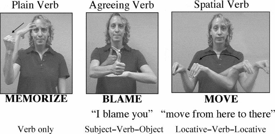 Learning to look: The acquisition of eye gaze agreement during the ...