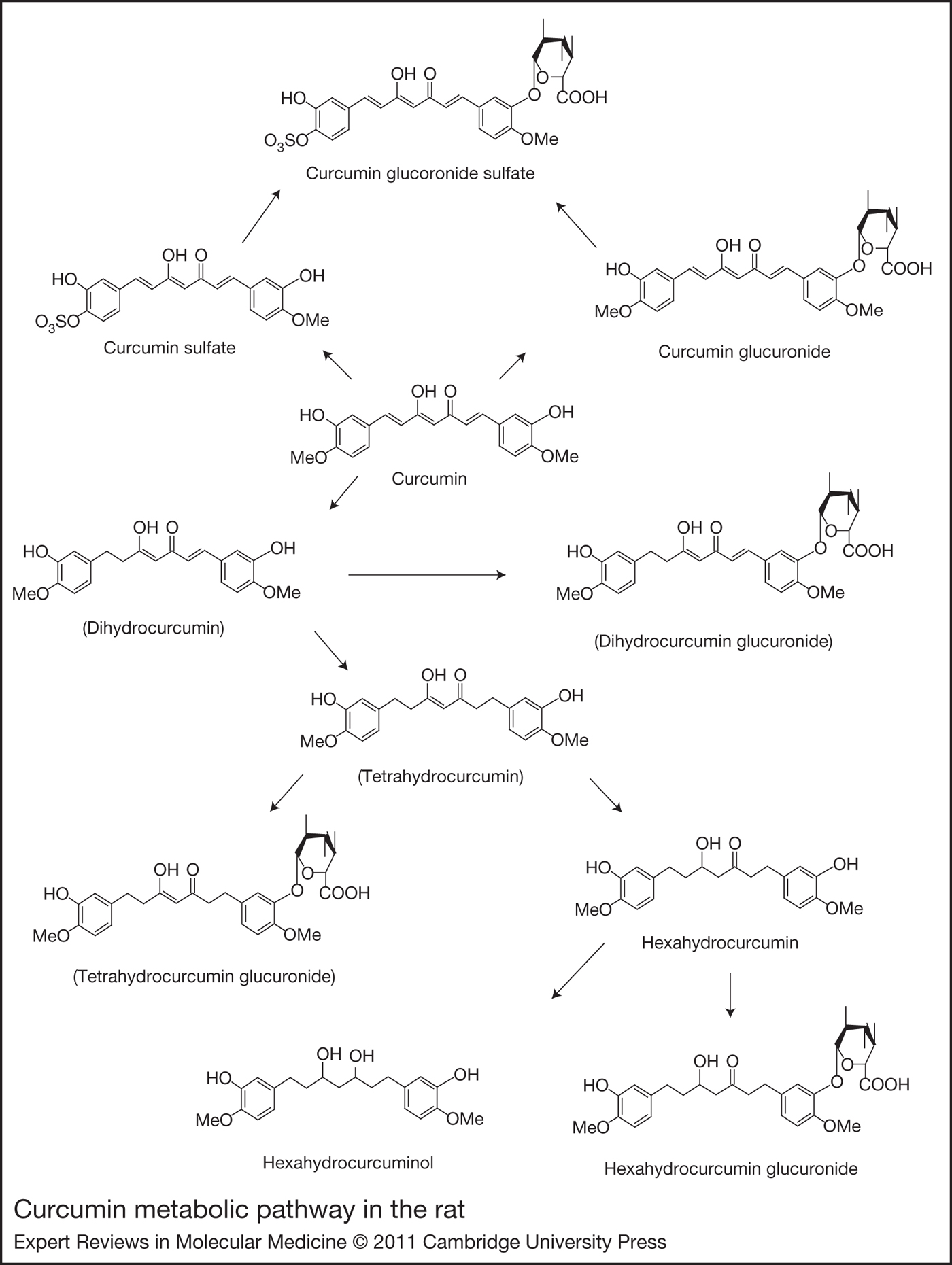 Challenges associated with curcumin therapy in Alzheimer disease ...