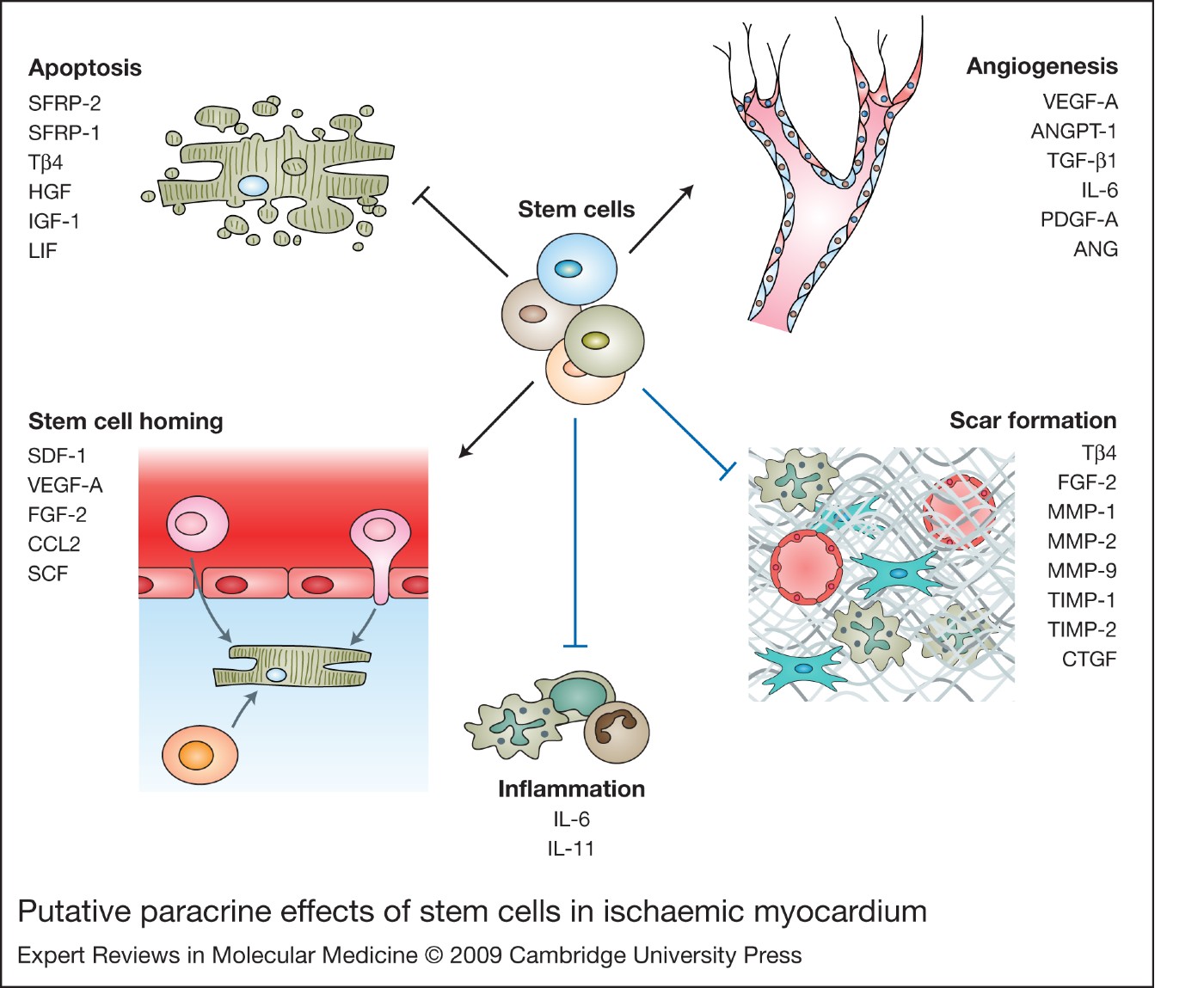 Stem cell therapy for cardiac repair: benefits and barriers | Expert ...
