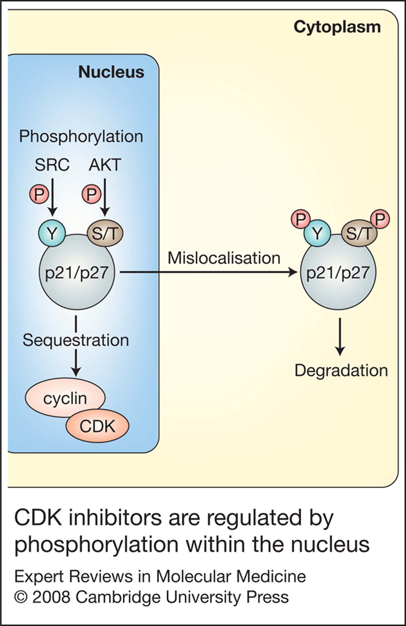p21 and p27: roles in carcinogenesis and drug resistance | Expert ...
