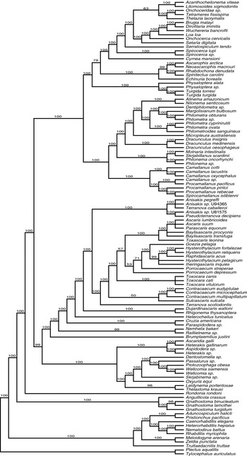 Molecular phylogeny of clade III nematodes reveals multiple origins of ...
