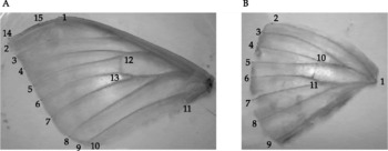 Venation pattern and shape variation in wing of Antheraea assamensis ...
