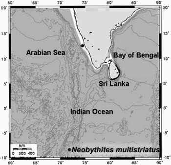 New record of the deep-sea fish Neobythites multistriatus (Teleostei ...