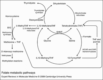 Membrane transporters and folate homeostasis: intestinal absorption and ...