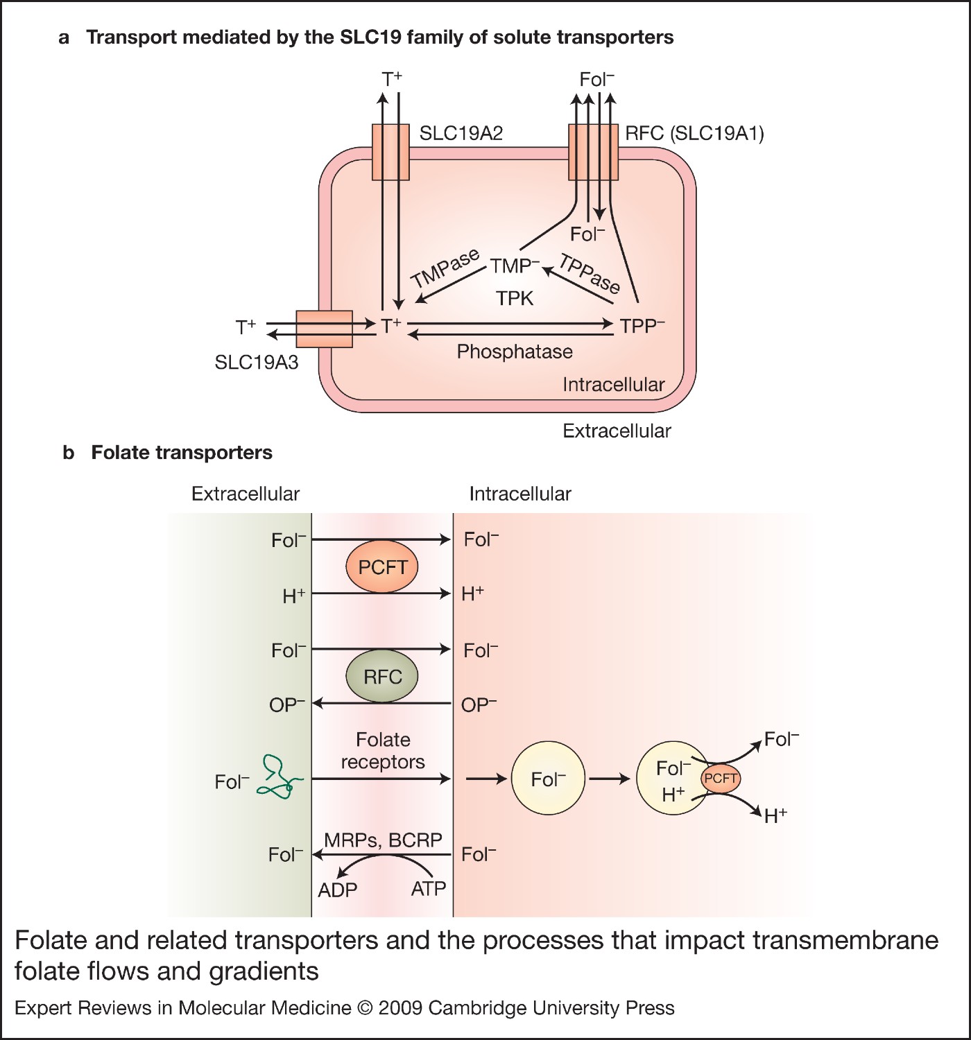 Membrane transporters and folate homeostasis: intestinal absorption and ...