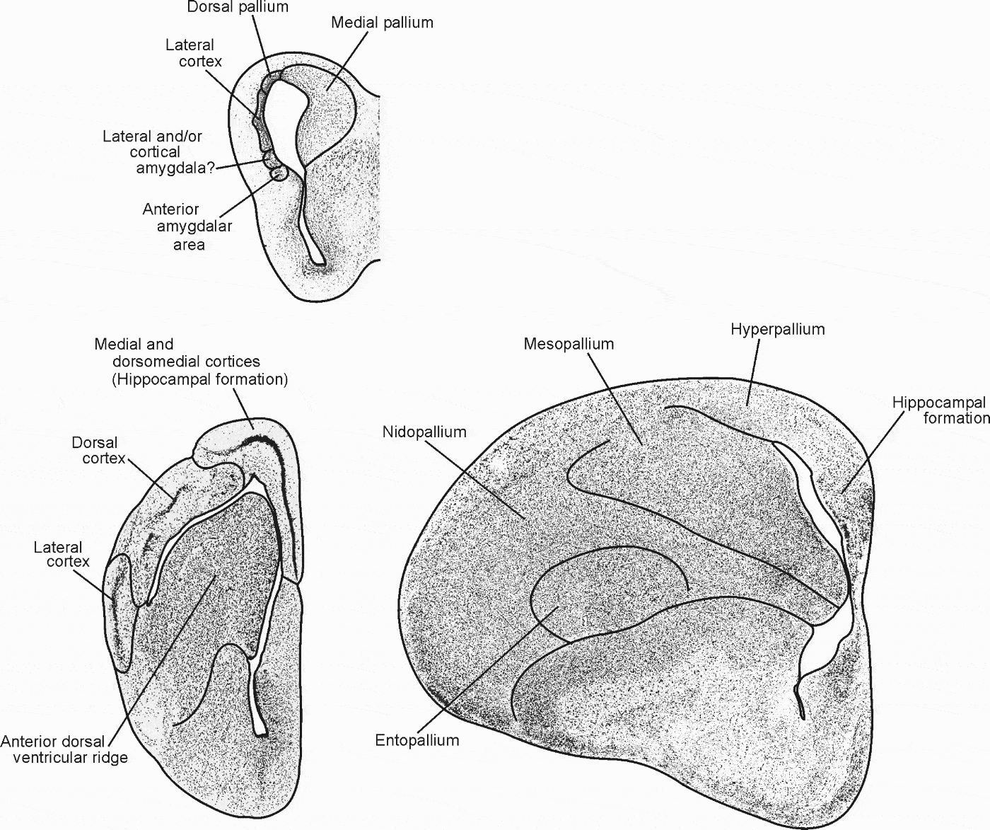 Evolution of the thalamus: a morphological and functional review ...