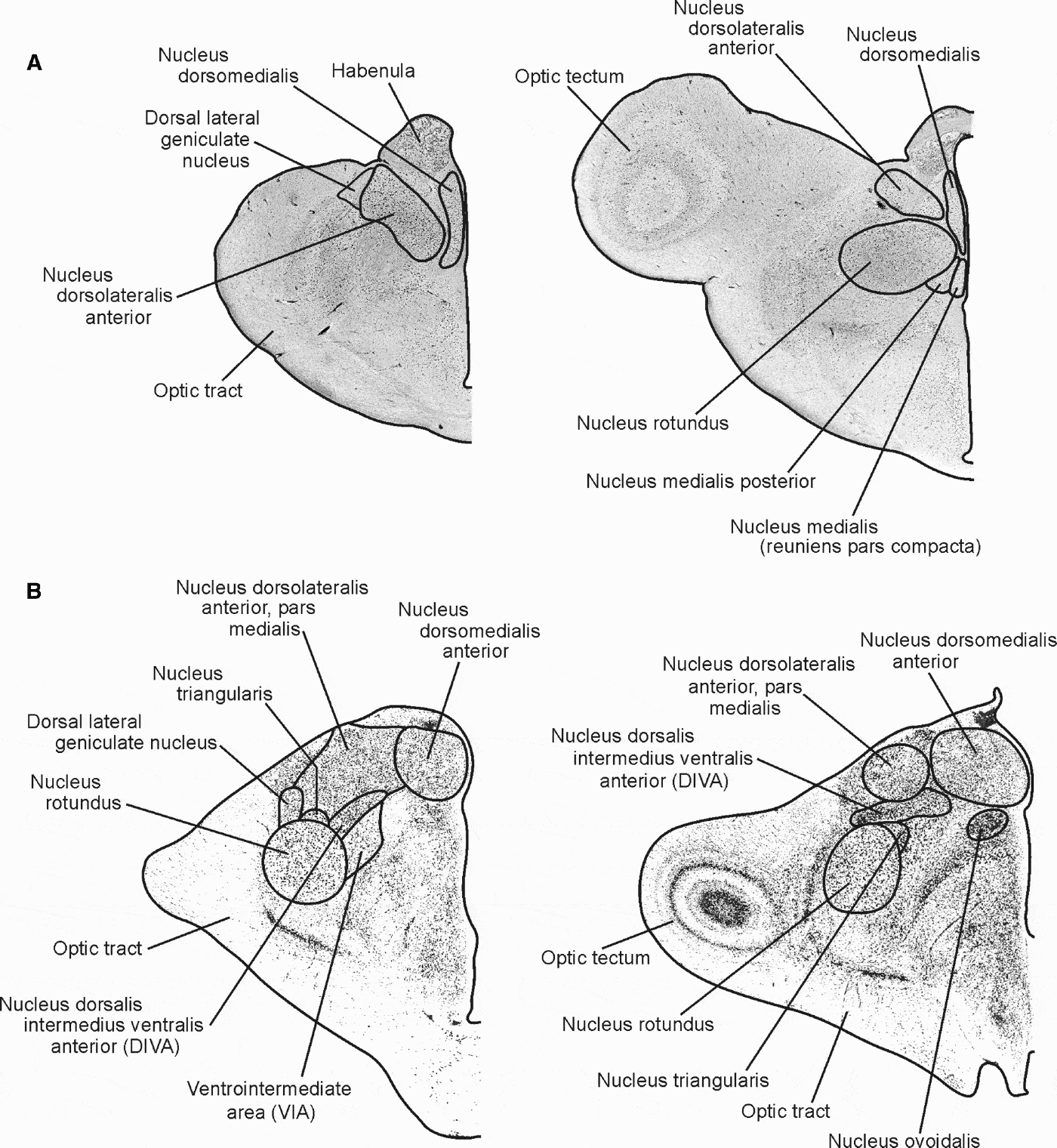 Evolution of the thalamus: a morphological and functional review ...