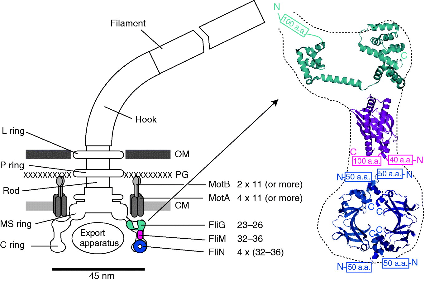 Bacterial flagellar motor | Quarterly Reviews of Biophysics | Cambridge ...