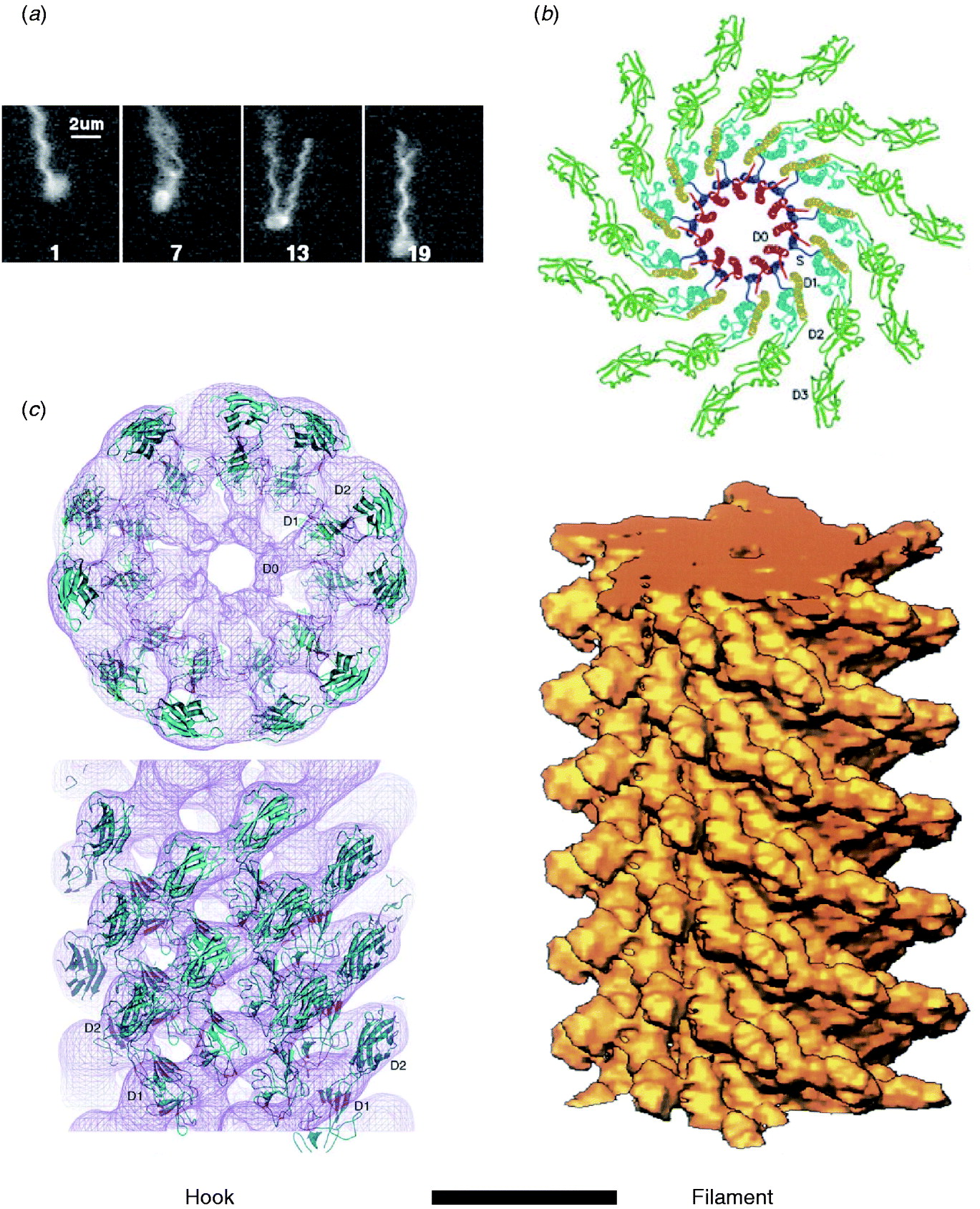 Bacterial flagellar motor | Quarterly Reviews of Biophysics | Cambridge ...