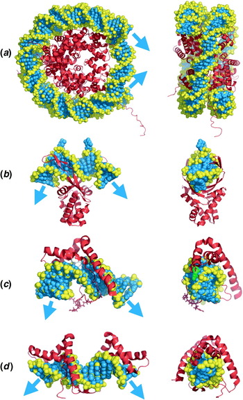 DNA curvature and flexibility in vitro and in vivo | Quarterly Reviews ...