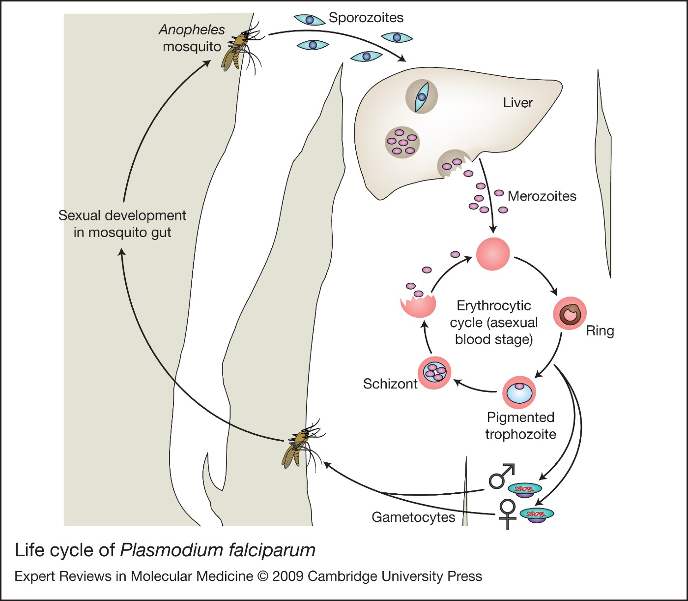 Adhesion of Plasmodium falciparum-infected erythrocytes to human cells ...